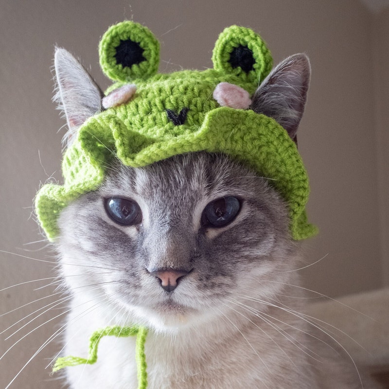 Frog Hats for Dogs - Etsy