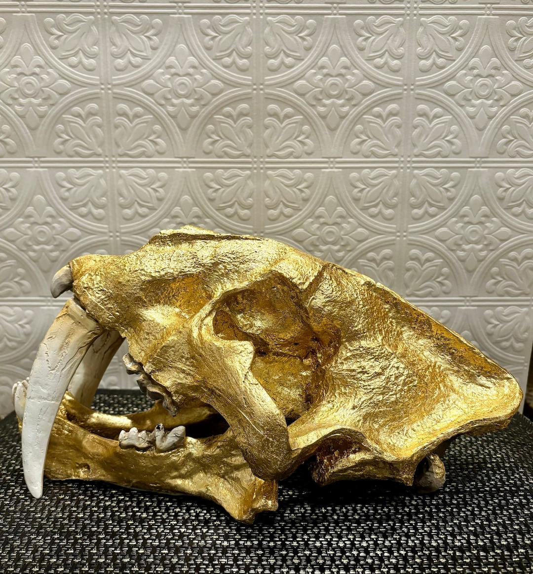 Gold Saber-tooth Cat Skull - Etsy