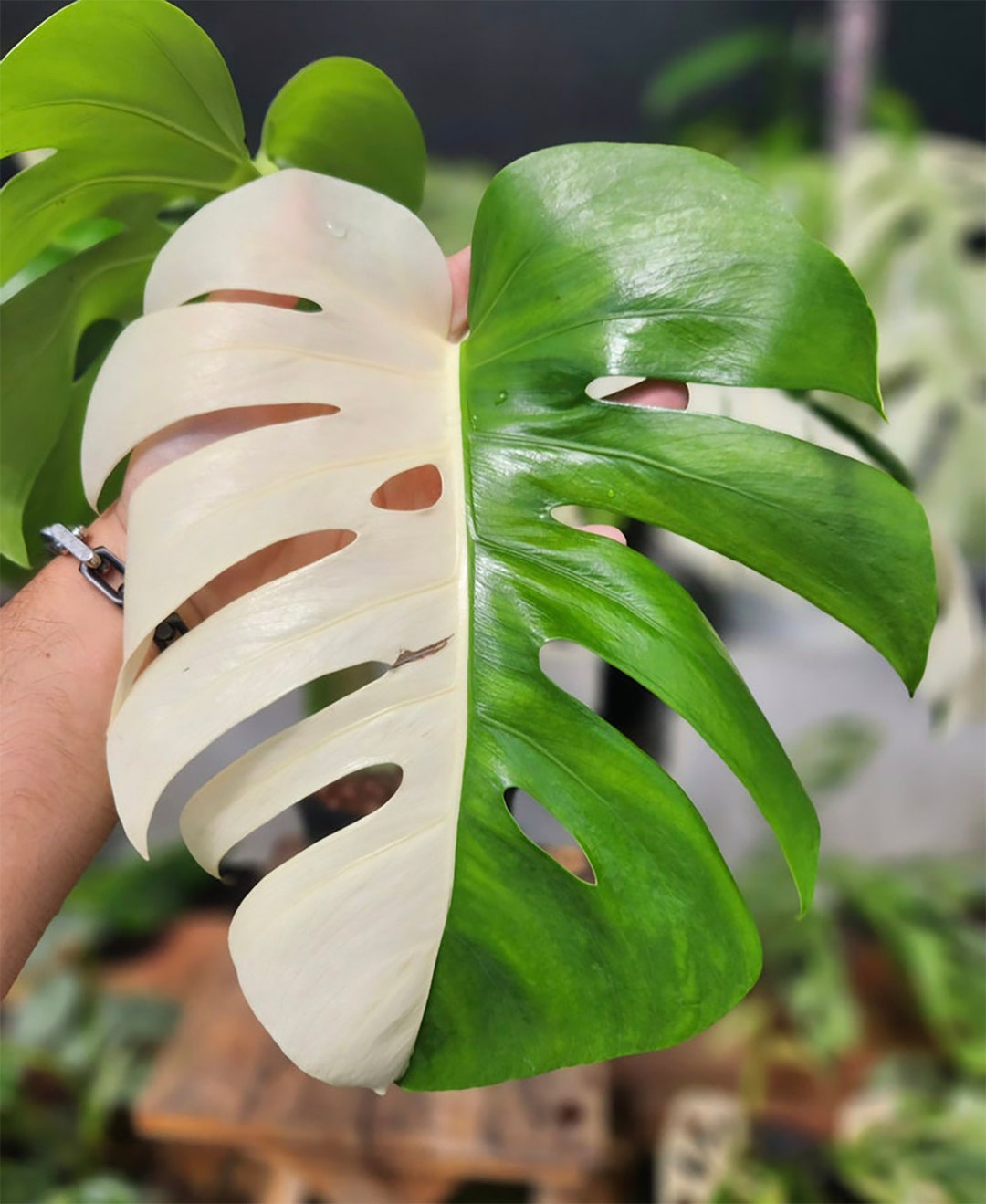 Monstera Albo Highly Verigated Halfmoon One Leaf Rooted Stecklinge - Etsy.de