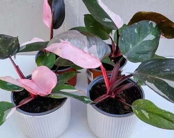 Pink Princess Philodendron - Etsy