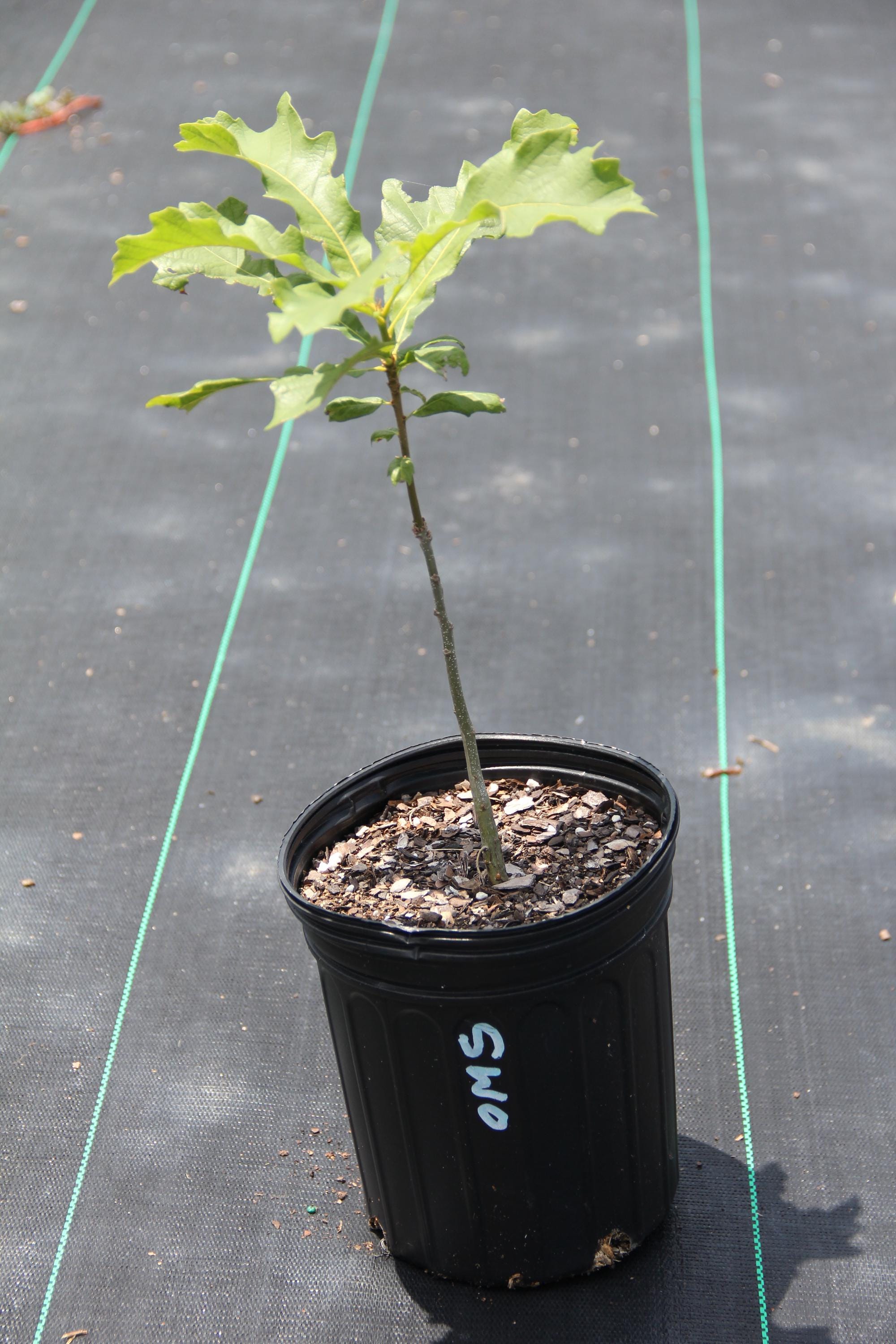 2 Live Swamp White Oak Tree Seedlings, Quercus Bicolor - Etsy