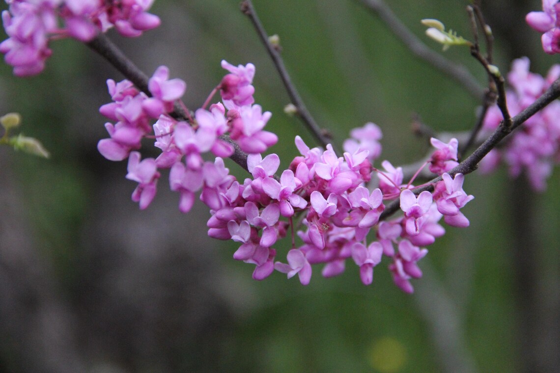 2 Live Eastern Redbud Tree Seedlings, Cercis Canadensis - Etsy