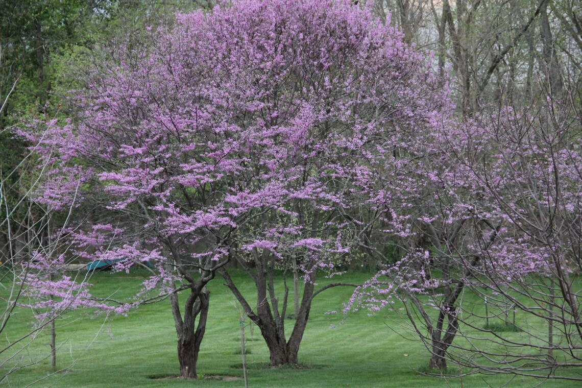 2 Live Eastern Redbud Tree Seedlings, Cercis Canadensis - Etsy
