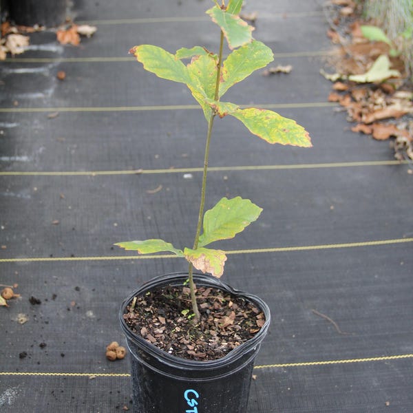 NAmHardwoodSeedlings - Etsy