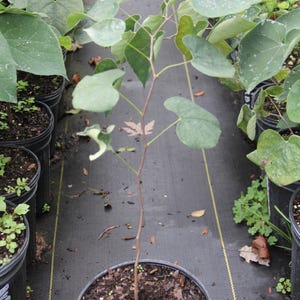 2 Live Eastern Redbud Tree Seedlings, Cercis Canadensis - Etsy