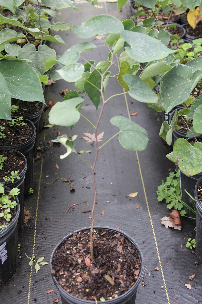 2 Live Eastern Redbud Tree Seedlings, Cercis Canadensis - Etsy