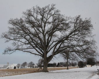 Hybrid Swamp X Bur Oak Quercus X Schuettei, Grafted 2 Year Old Tree - Etsy