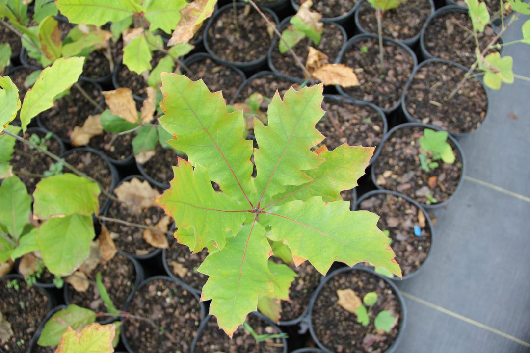 2 Live Red Oak Tree Seedlings, Quercus Rubra - Etsy
