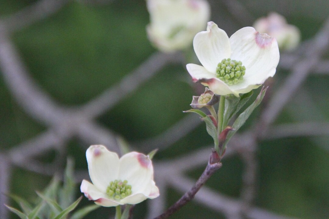 2 Live Flowering Dogwood Tree Seedlings, Cornus Florida - Etsy