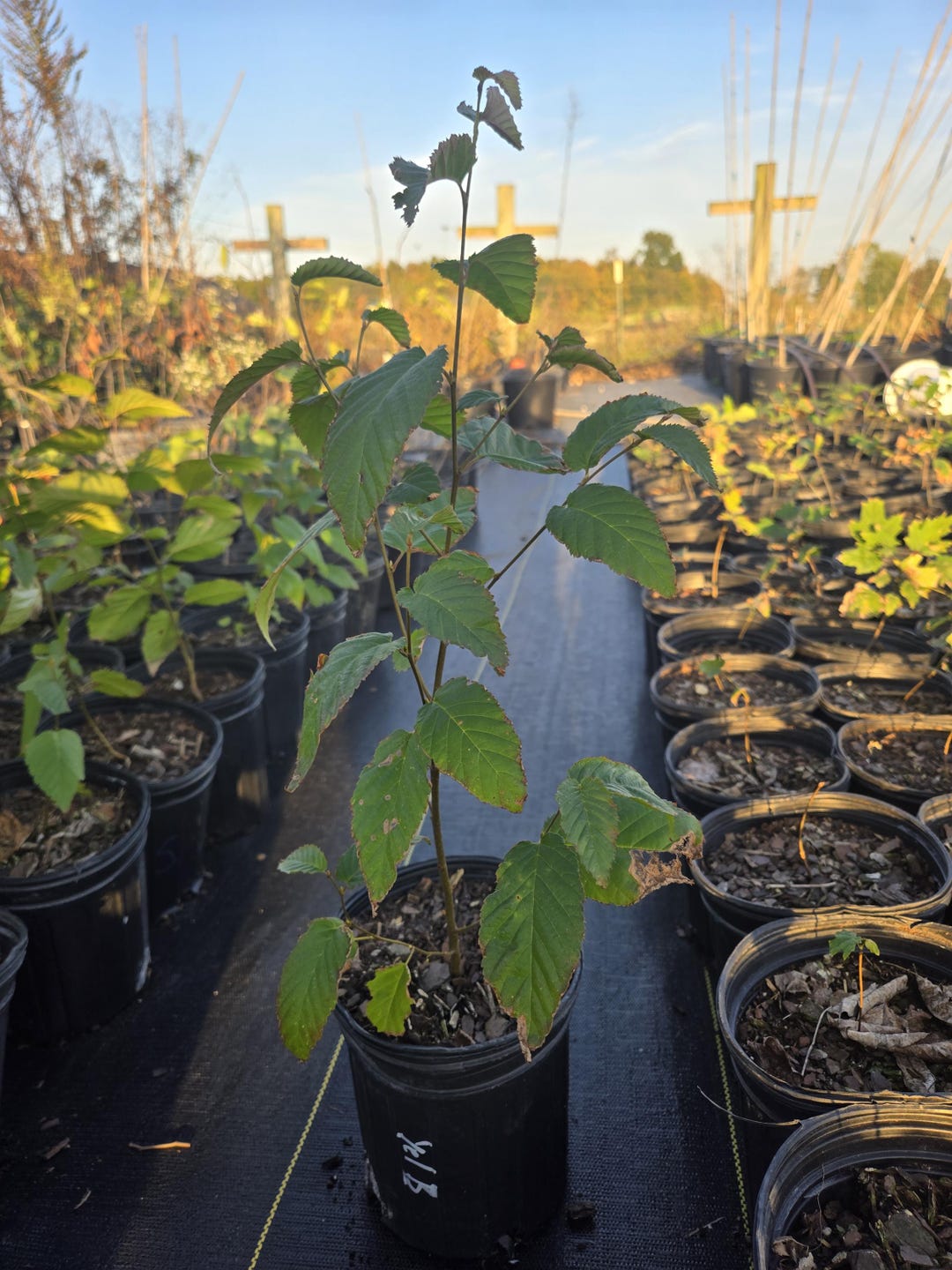 2 Live Yellow Birch Tree Seedlings, Betula Lutea - Etsy