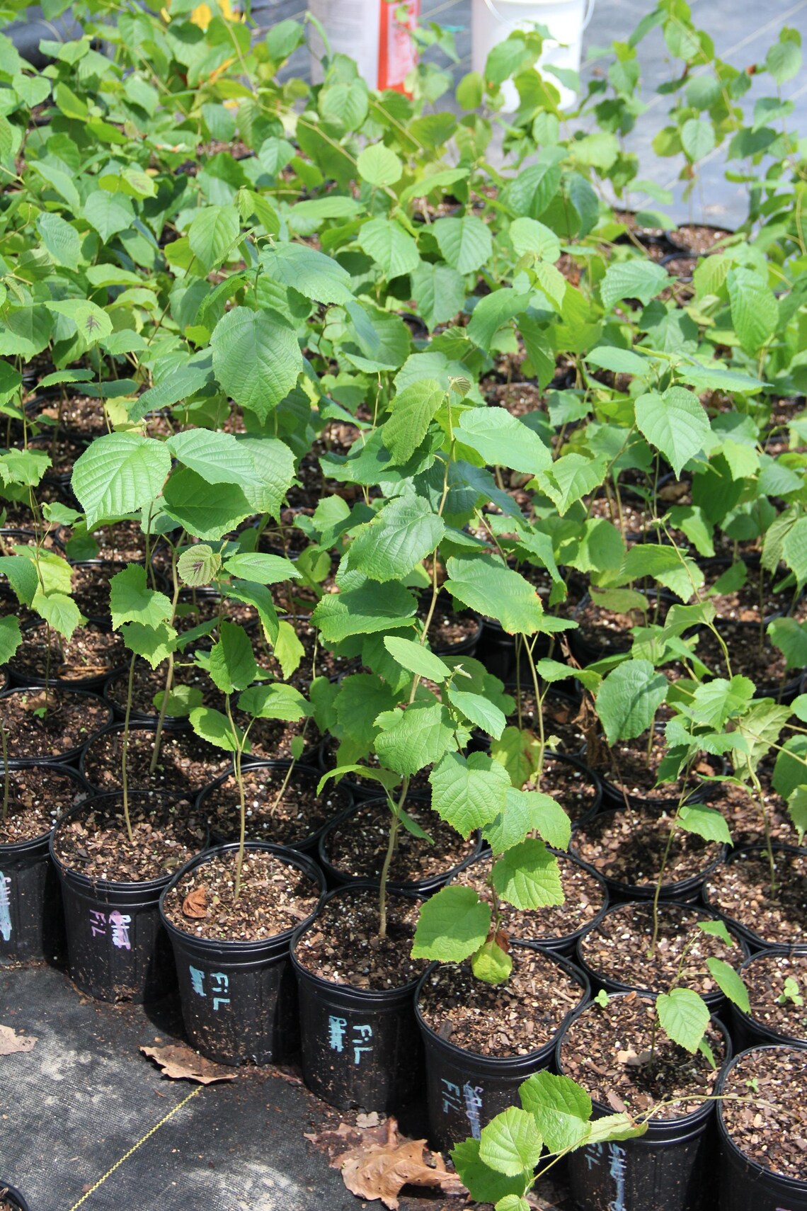 2 Live Eastern Redbud Tree Seedlings, Cercis Canadensis - Etsy