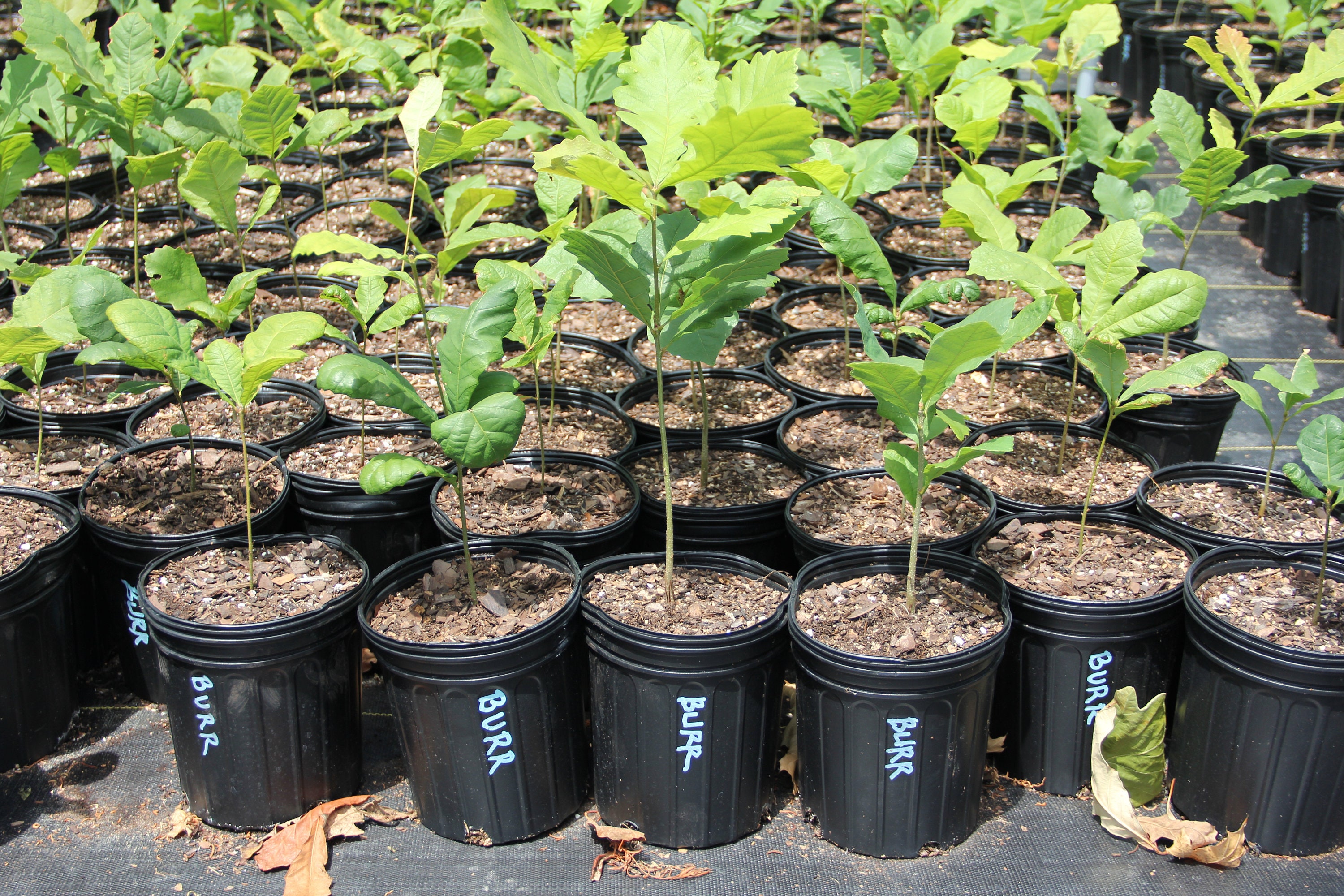 2 Live Chinkapin Oak Tree Seedlings, Quercus Muehlenbergii - Etsy