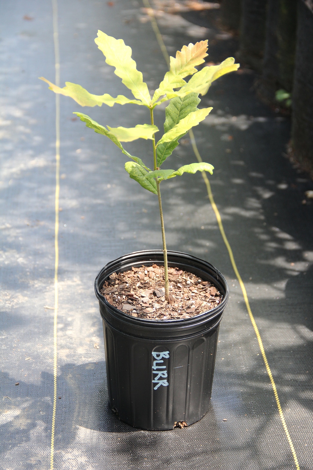 2 Live Chinkapin Oak Tree Seedlings, Quercus Muehlenbergii - Etsy