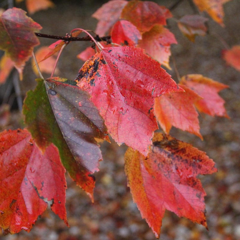 NAmHardwoodSeedlings - Etsy