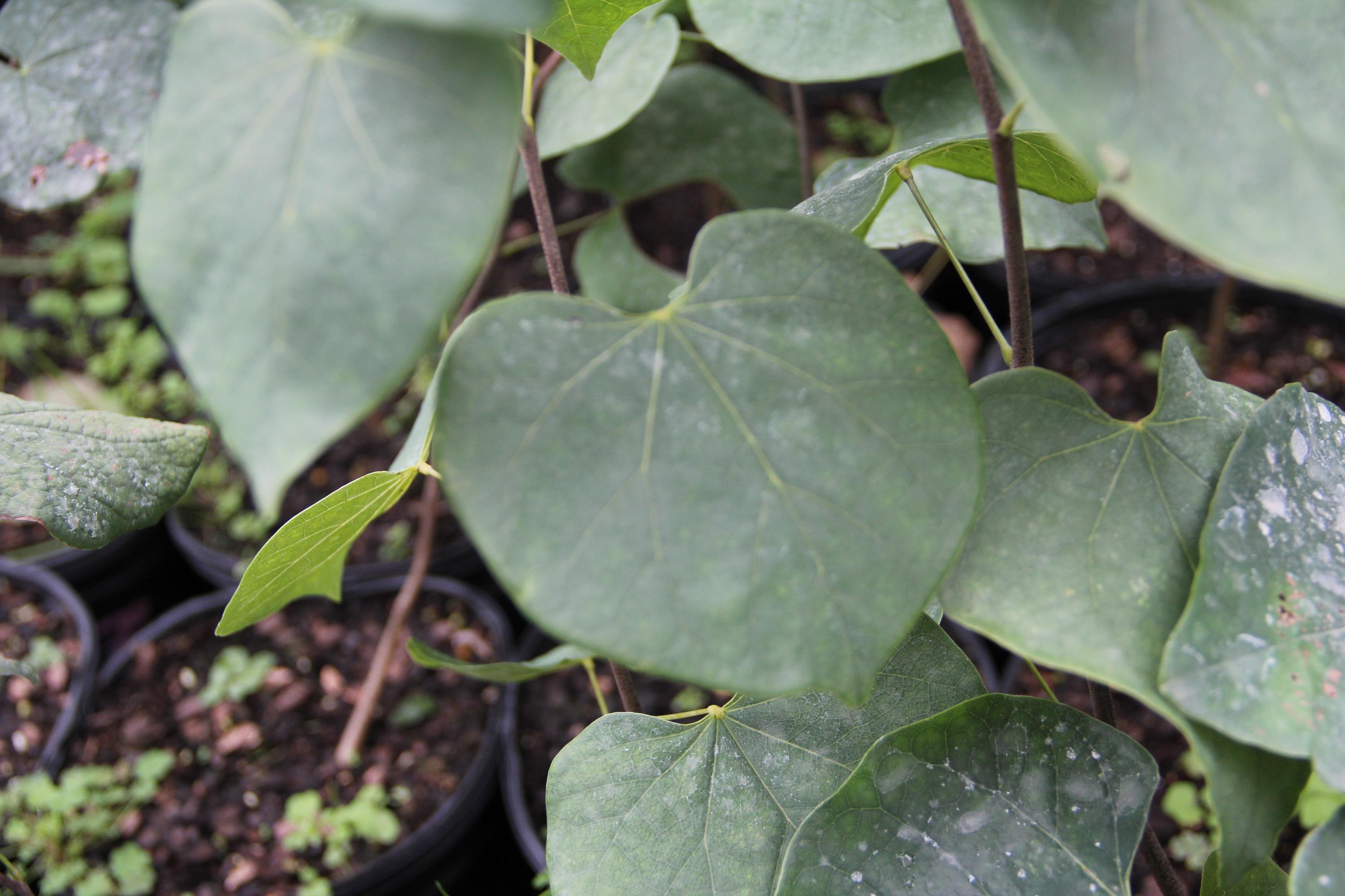 2 Live Eastern Redbud Tree Seedlings, Cercis Canadensis - Etsy