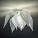 Lotus-inspired Ceiling Lamp (digital File) - Etsy