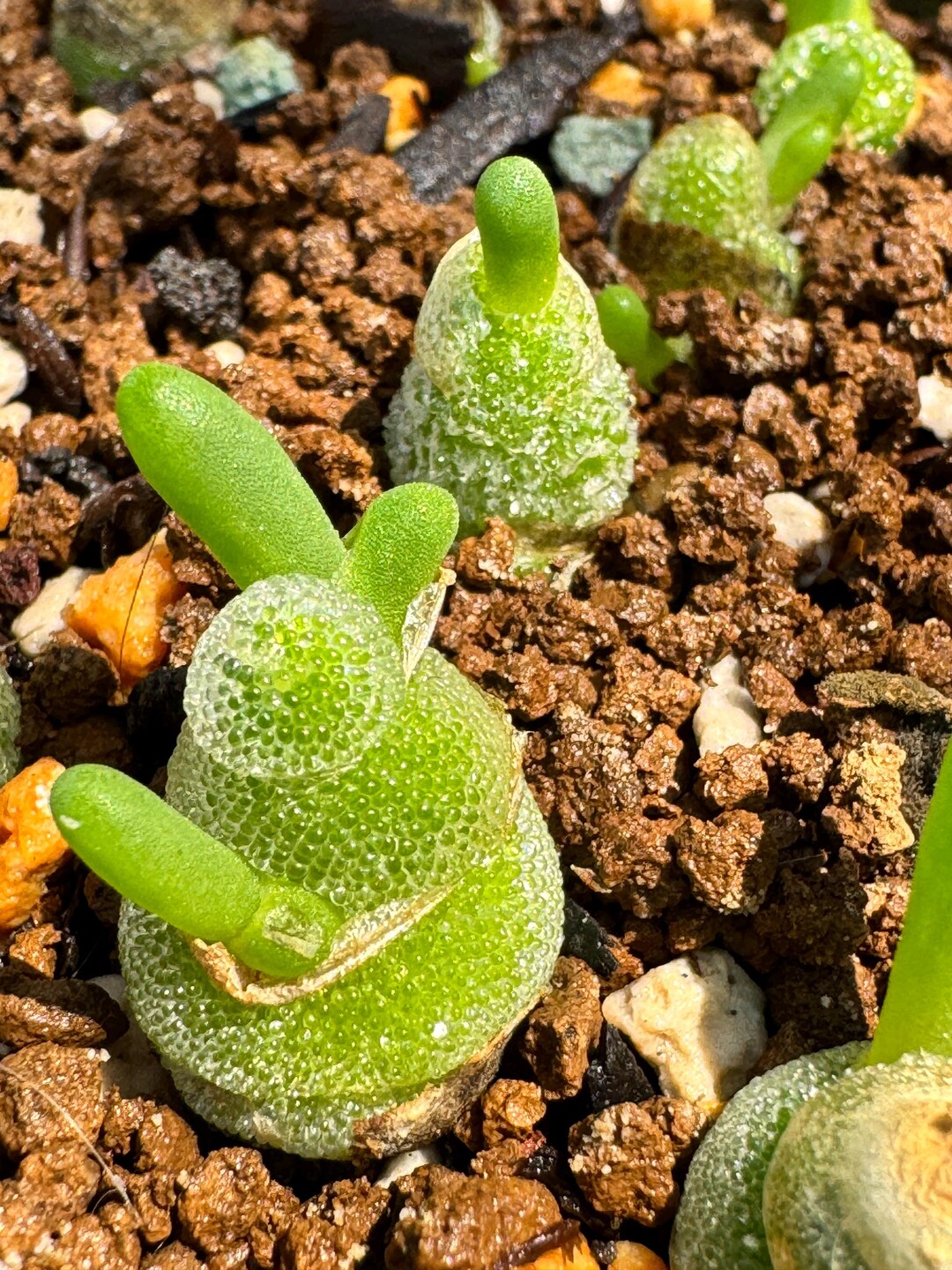 Dactylopsis Digitata 0.3"-0.4" – Easy to Grow.crystal-like Shine Fades ...