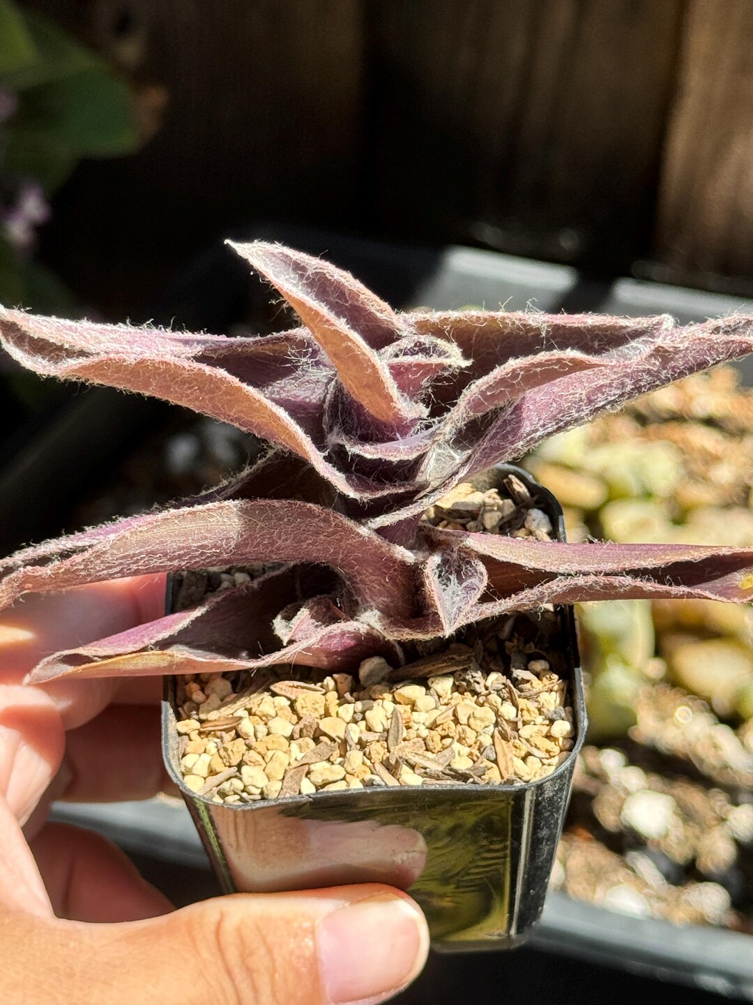 Tradescantia Pallida 'pale Puma'/live Rare Succulent Plants - Etsy