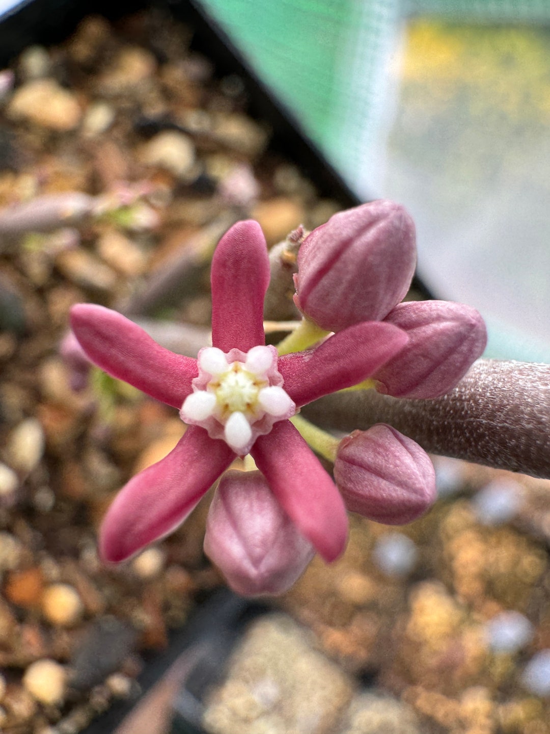 Asclepiadoideae Sarcostemma Vanlessenii /dwarf-type ( 1 Cutting, ，2 ...