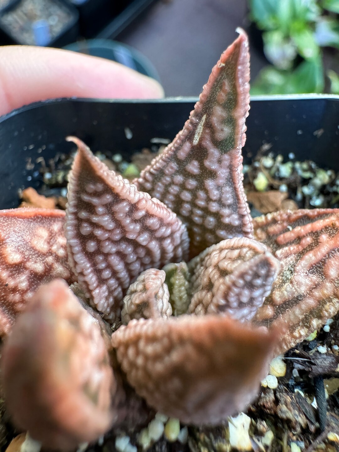 Haworthiopsis/tulista ‘marble Queen’ (2” Pot) /live Rare Succulent ...