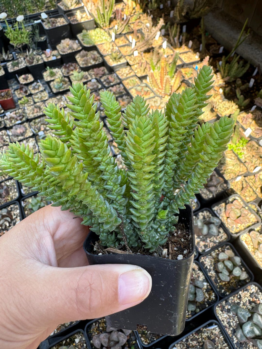 Crassula "giant Watch Chain" (2” Pot) Live Rare Succulent Plants - Etsy