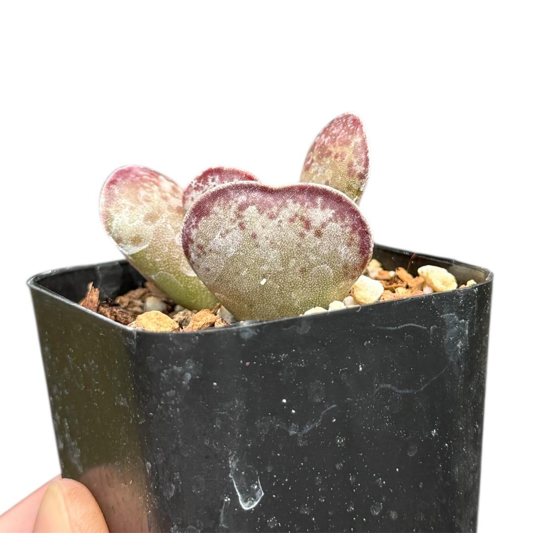 Adromischus Triflorus ‘calico Hearts’- Chocolate Drop (2” Pot) Live ...