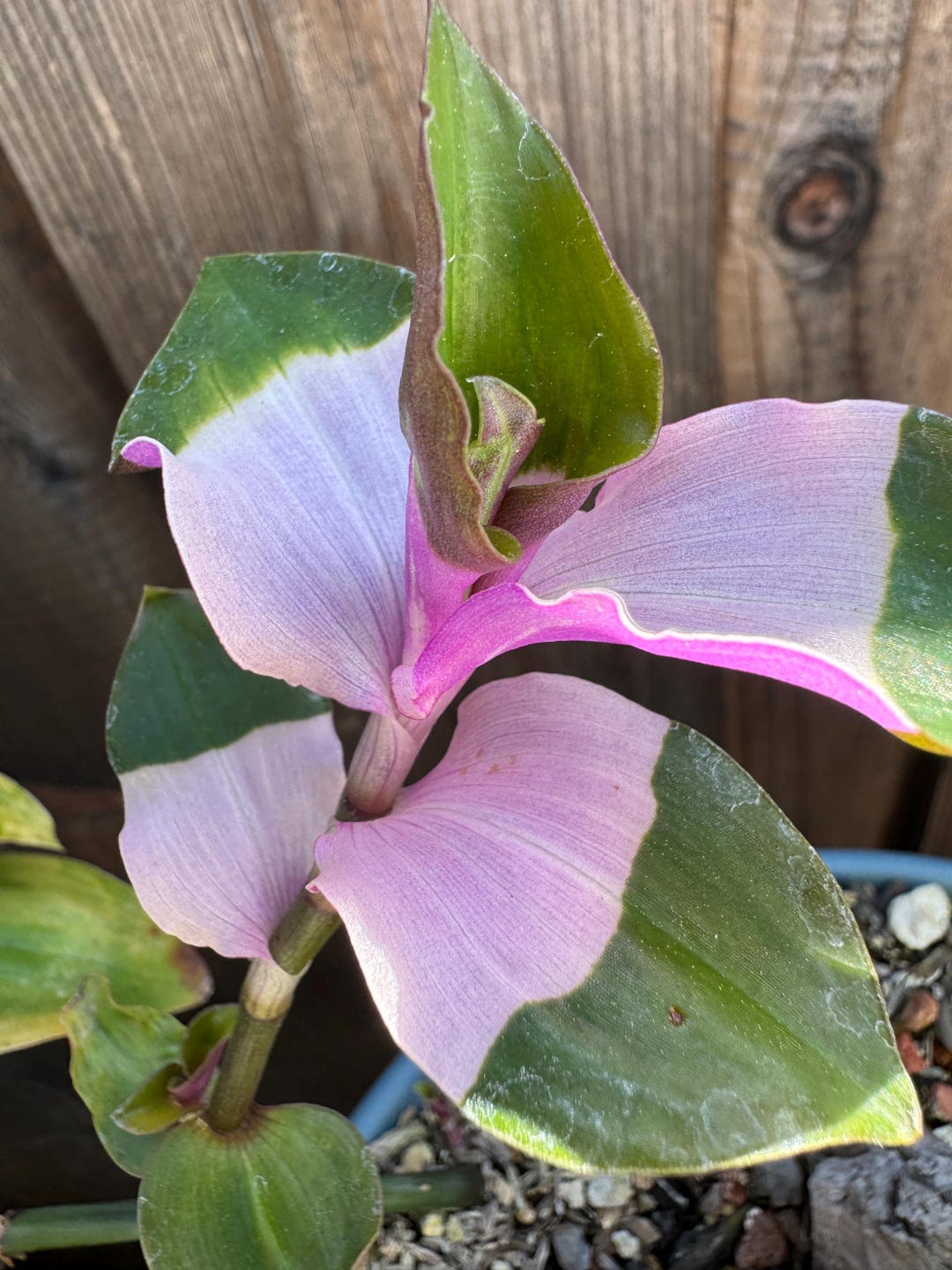 Tradescantia ‘blushing Bride’ (2 Heads / 2” Pot) Live Rare Succulent ...