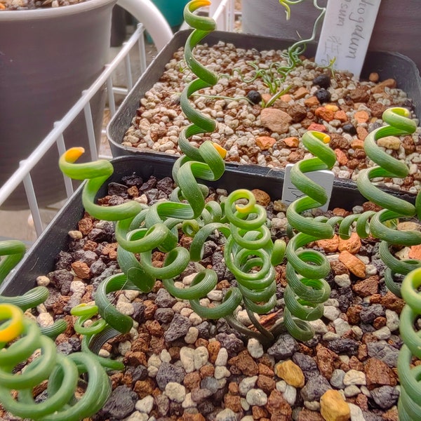 Rare Succulents Live Plants - Etsy