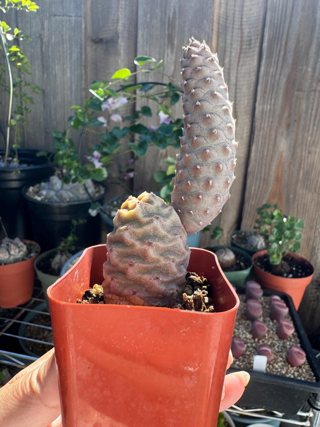 Tephrocactus Papyracanthus / Pine Cone Cactus (2” Pot)/live Rare ...