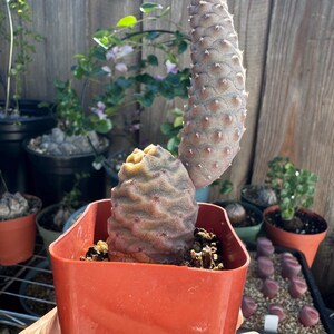 Tephrocactus Papyracanthus / Pine Cone Cactus (2” Pot)/live Rare ...