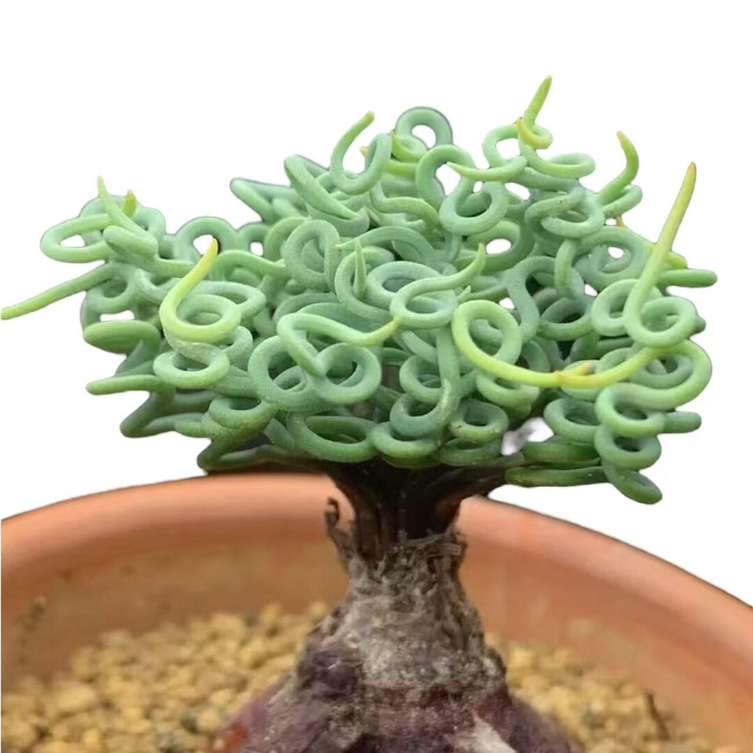 Bulbine Torta Snake-like Succulent: Full Sun Coiling Plant - Etsy