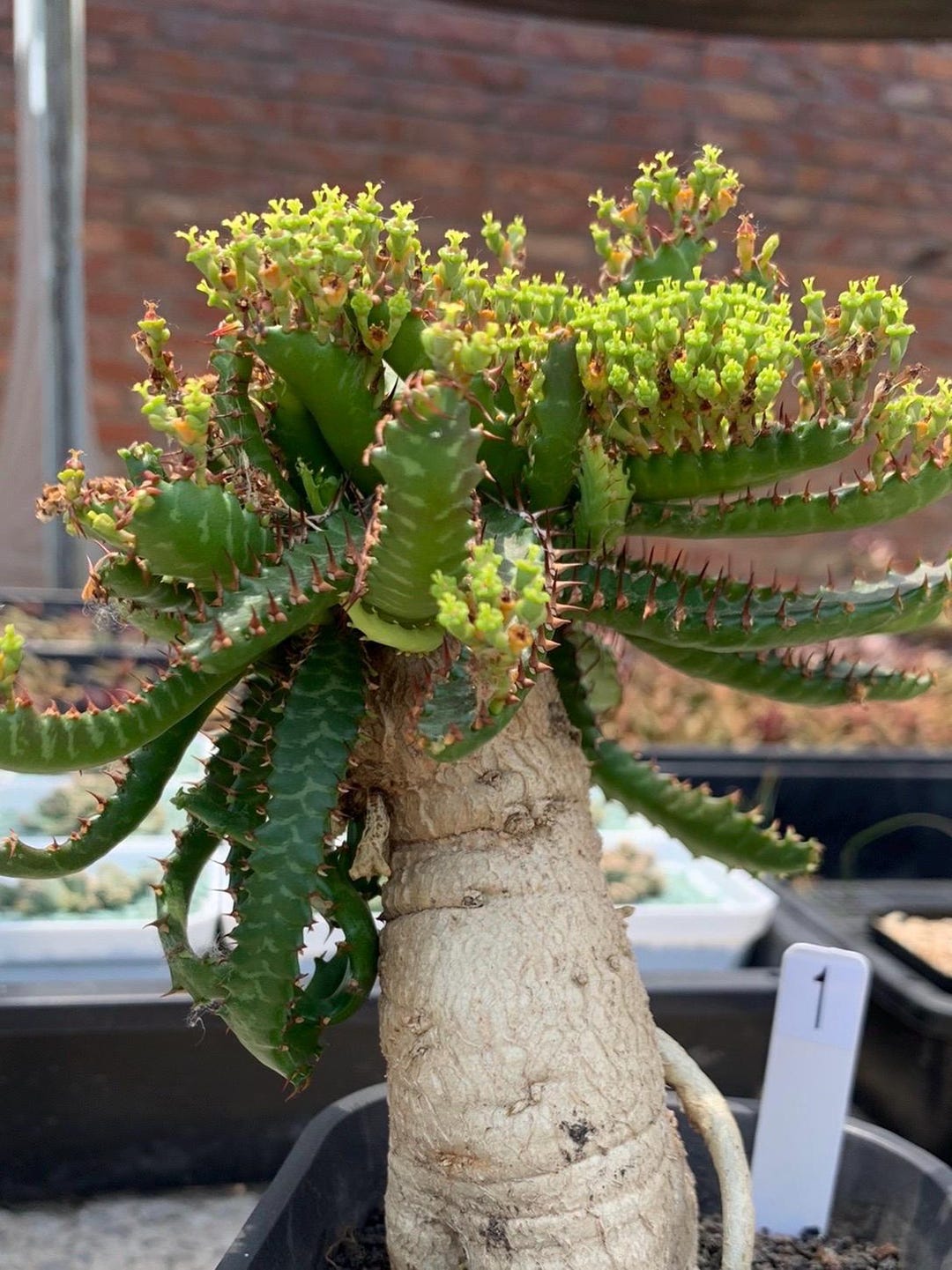 Euphorbia Stellata (2.7” Pot) - Etsy
