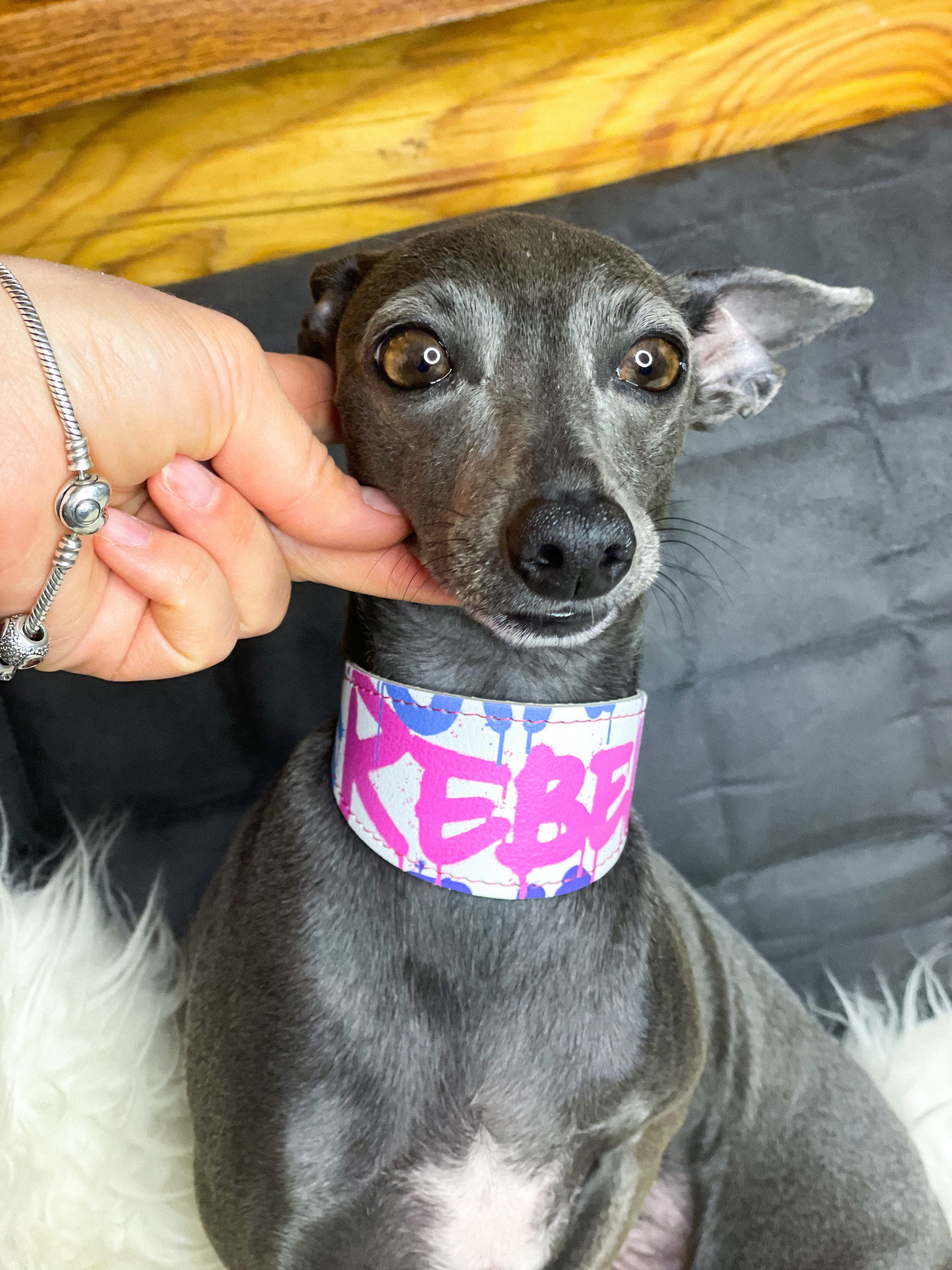 REBEL Fishtail Collar, Cute Dog Collar, Vegan Collar, Boy Dog Collar ...