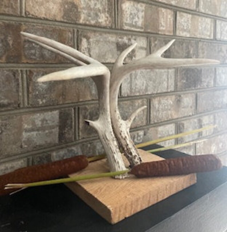 Natural Rustic Eco Double Antler Jewelry Display, Ball Caps, Keys, Mugs ...