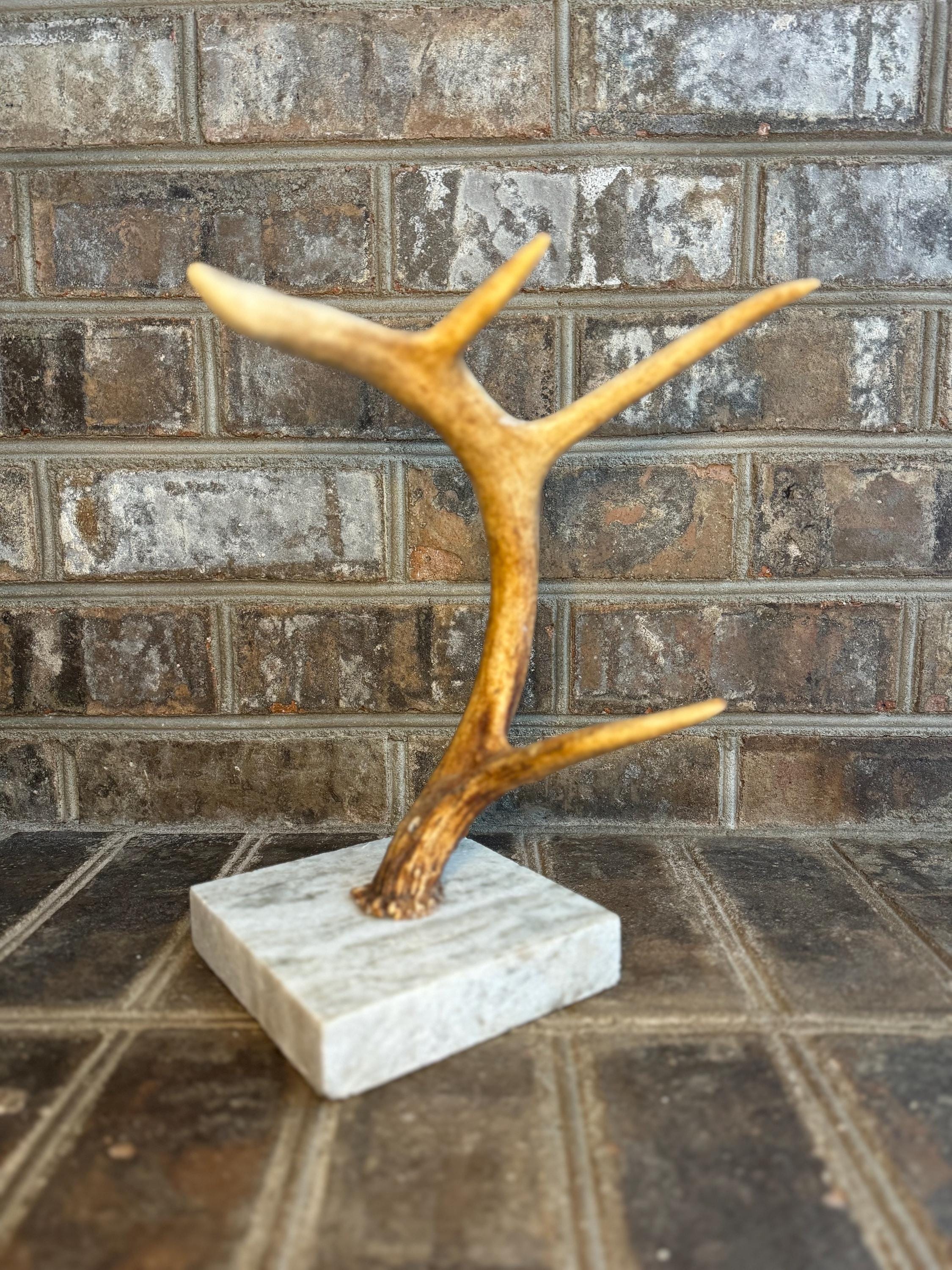 Antler Display Granite Base Home Decor Accent, Antlers, Wall Art, Ring ...