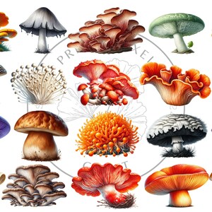 Mushroom Clipart: Realistic Forest Fungi PNG Set (digital Download) - Etsy