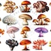 Mushroom Clipart: Realistic Forest Fungi PNG Set (digital Download) - Etsy