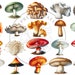 Mushroom Clipart: Realistic Forest Fungi PNG Set (digital Download) - Etsy