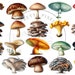Mushroom Clipart: Realistic Forest Fungi PNG Set (digital Download) - Etsy