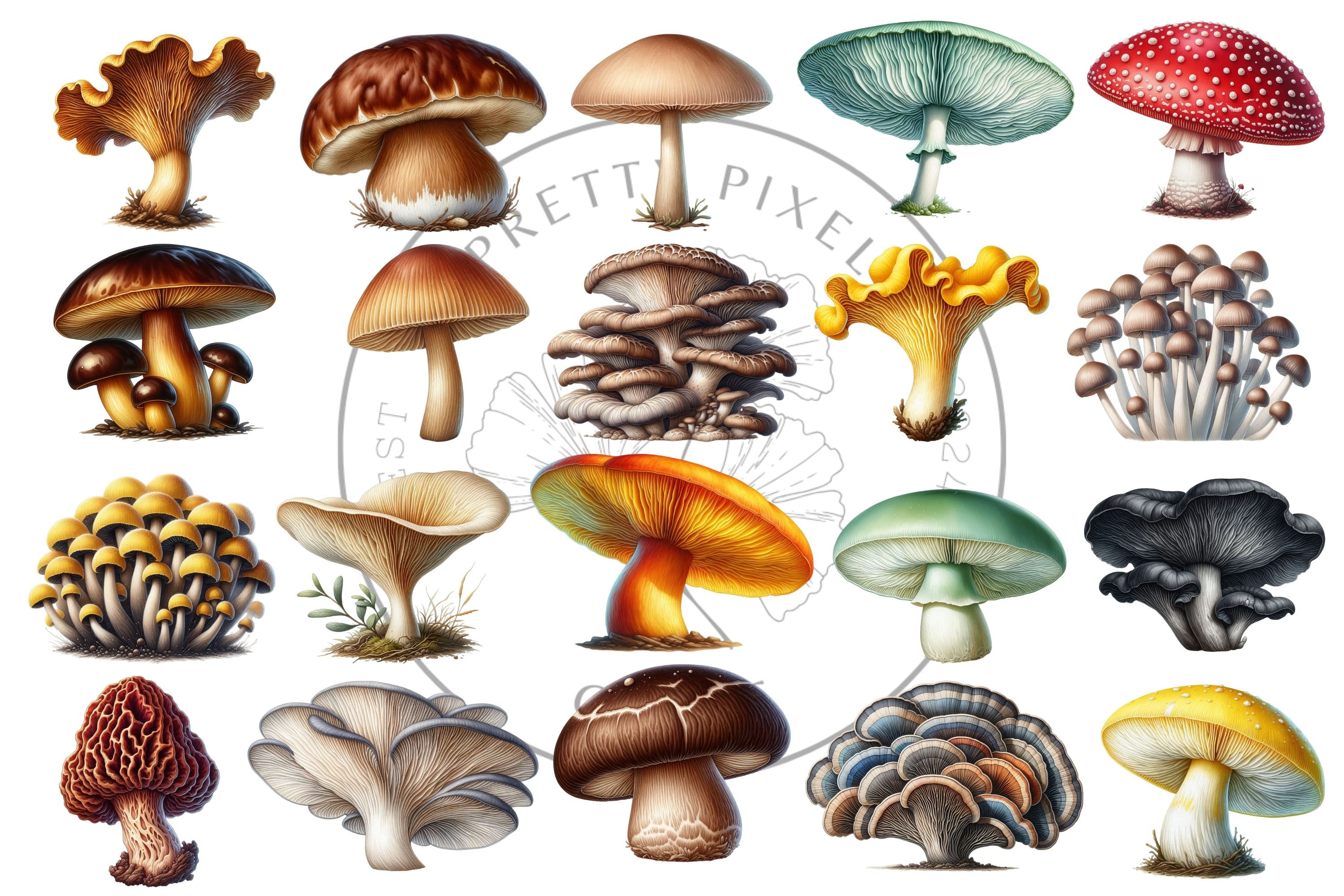 Realistic Mushrooms Clipart - Edible and Poisonous Mushroom PNG Set ...