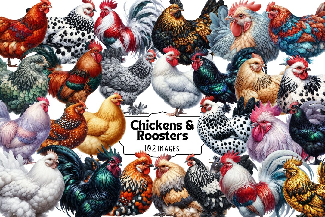 Chickens and Roosters Clipart, Farm Chickens, Watercolor Illustration ...