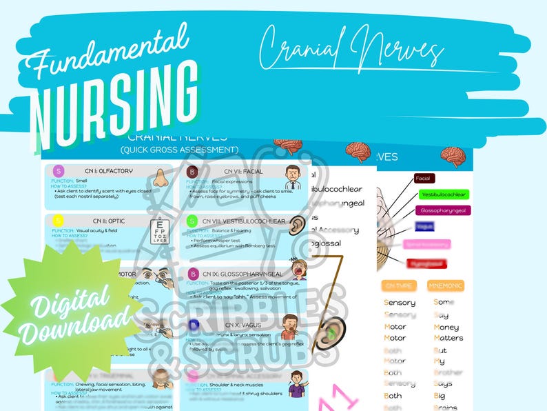 Cranial Nerves Nursing Study Guide: Fundamental Nursing Notes (PDF ...