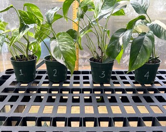 Epipremnum Pinnatum Albo, Variegated Pothos, Easy Care Trailing Plant ...