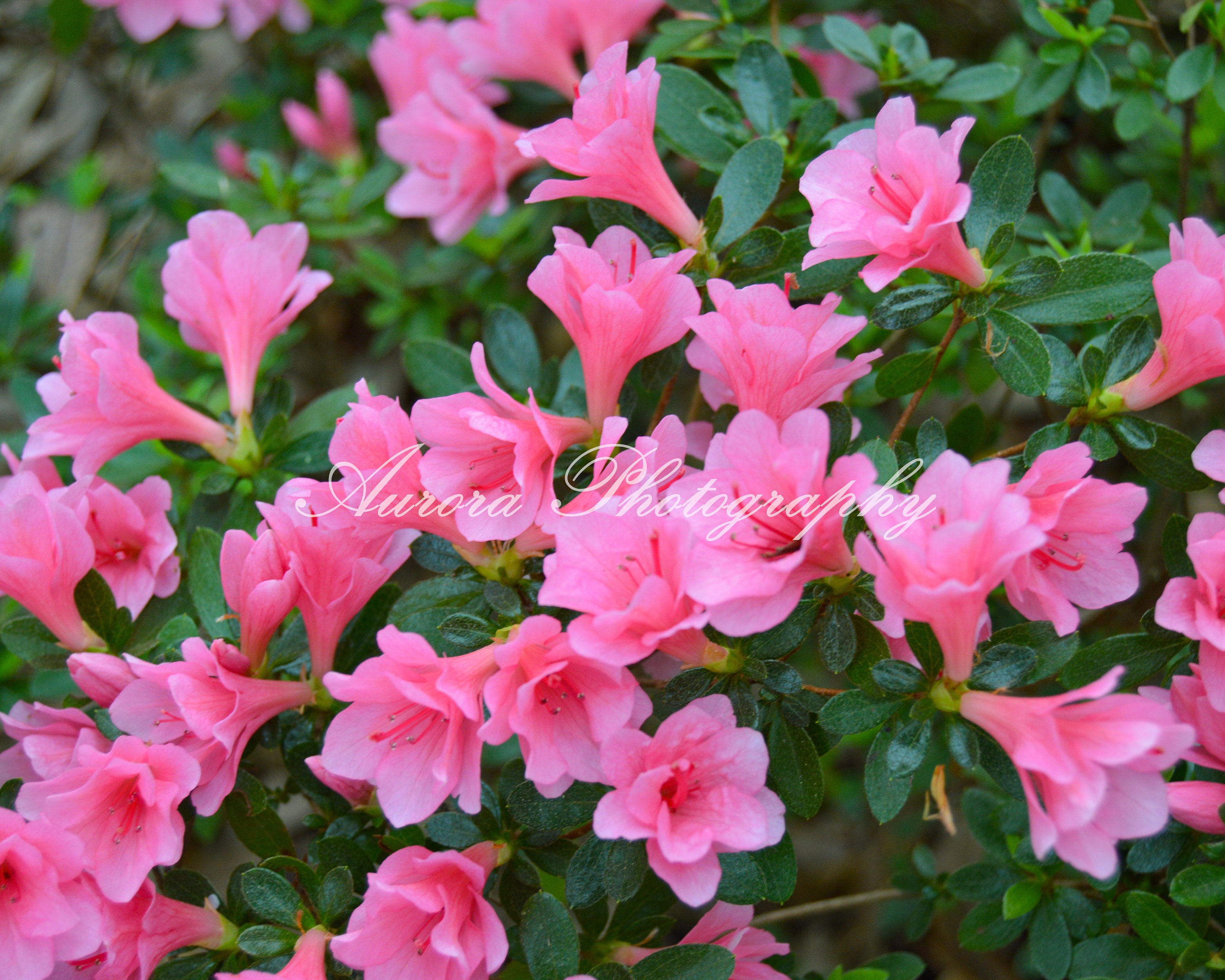 Mini Azaleas - Etsy