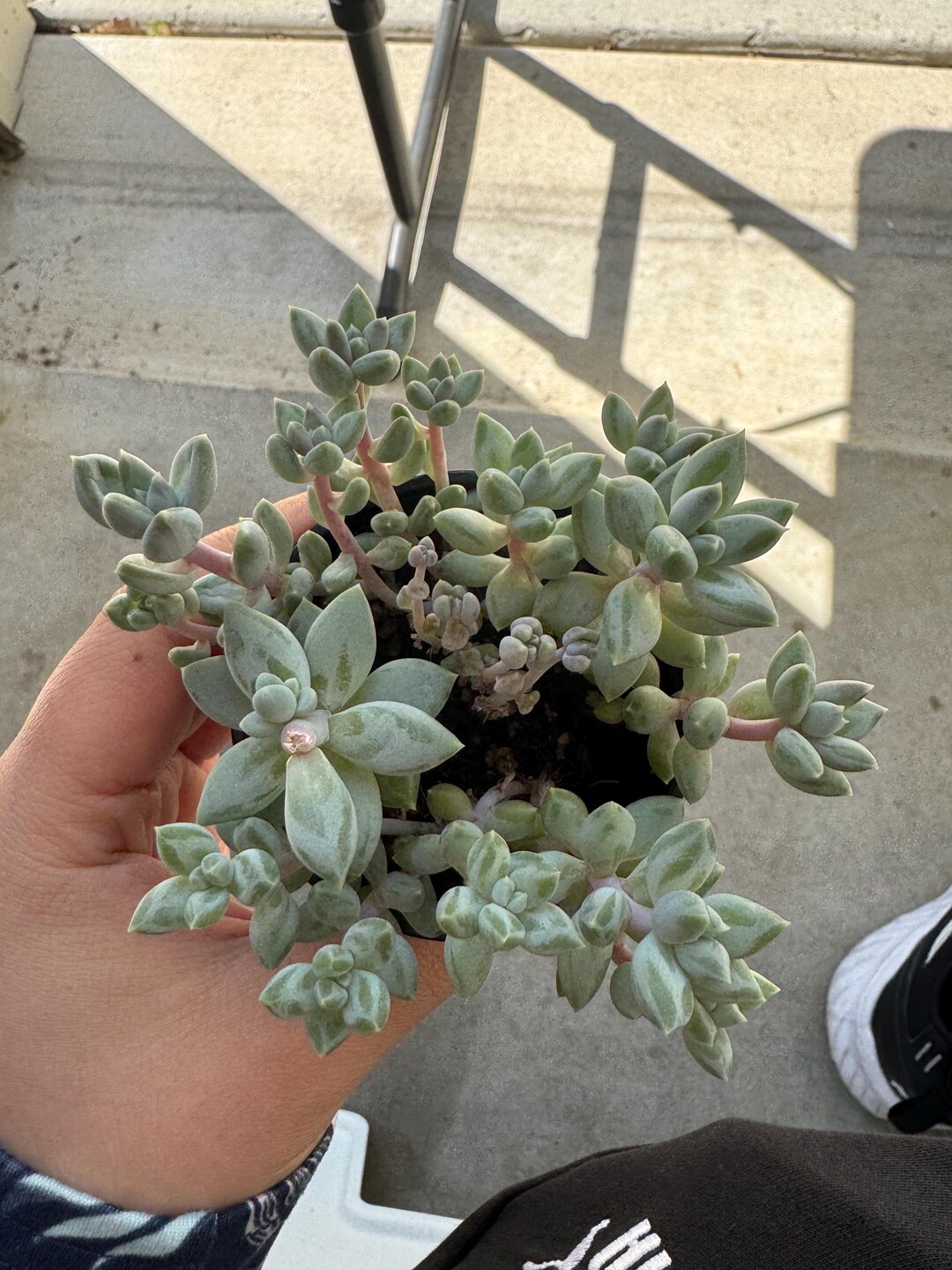 Moon Silver Succulent, Frosty Plant, Soft Blue-green, Live Plant, - Etsy