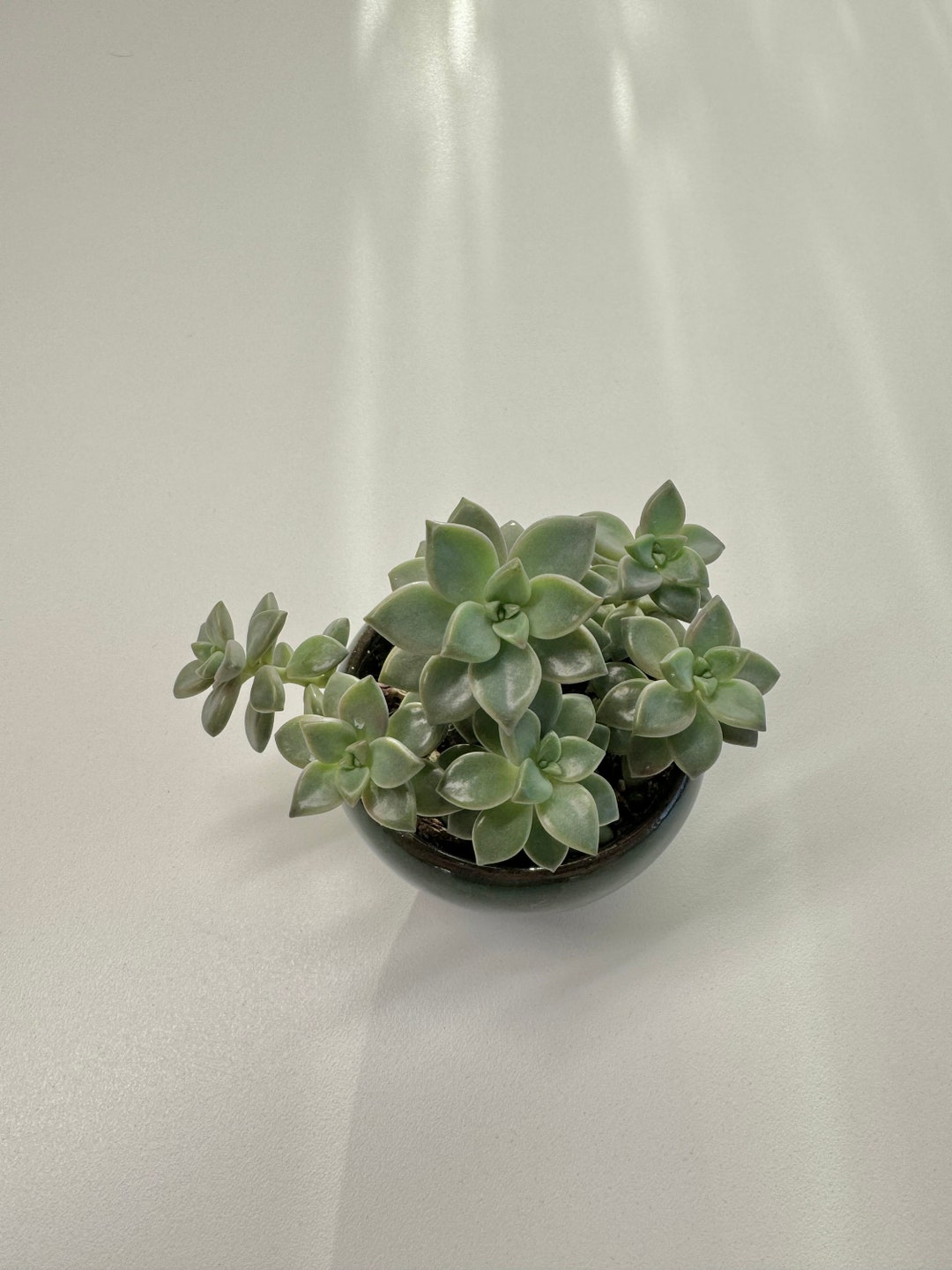Alpen Glow Succulent, Green Plant With the Potential to Change Color ...