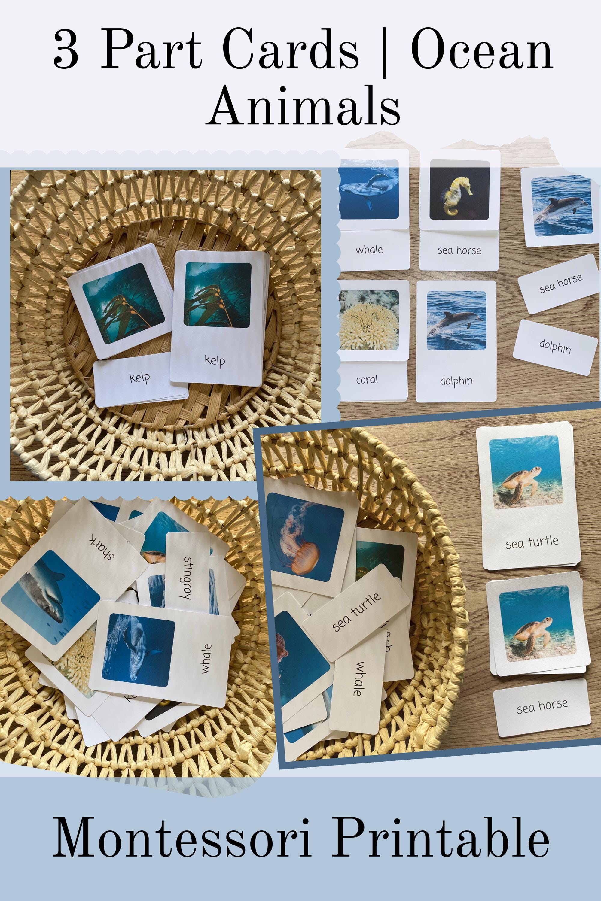 Ocean Animal Three Part Cards for Montessori Preschool Learning ...
