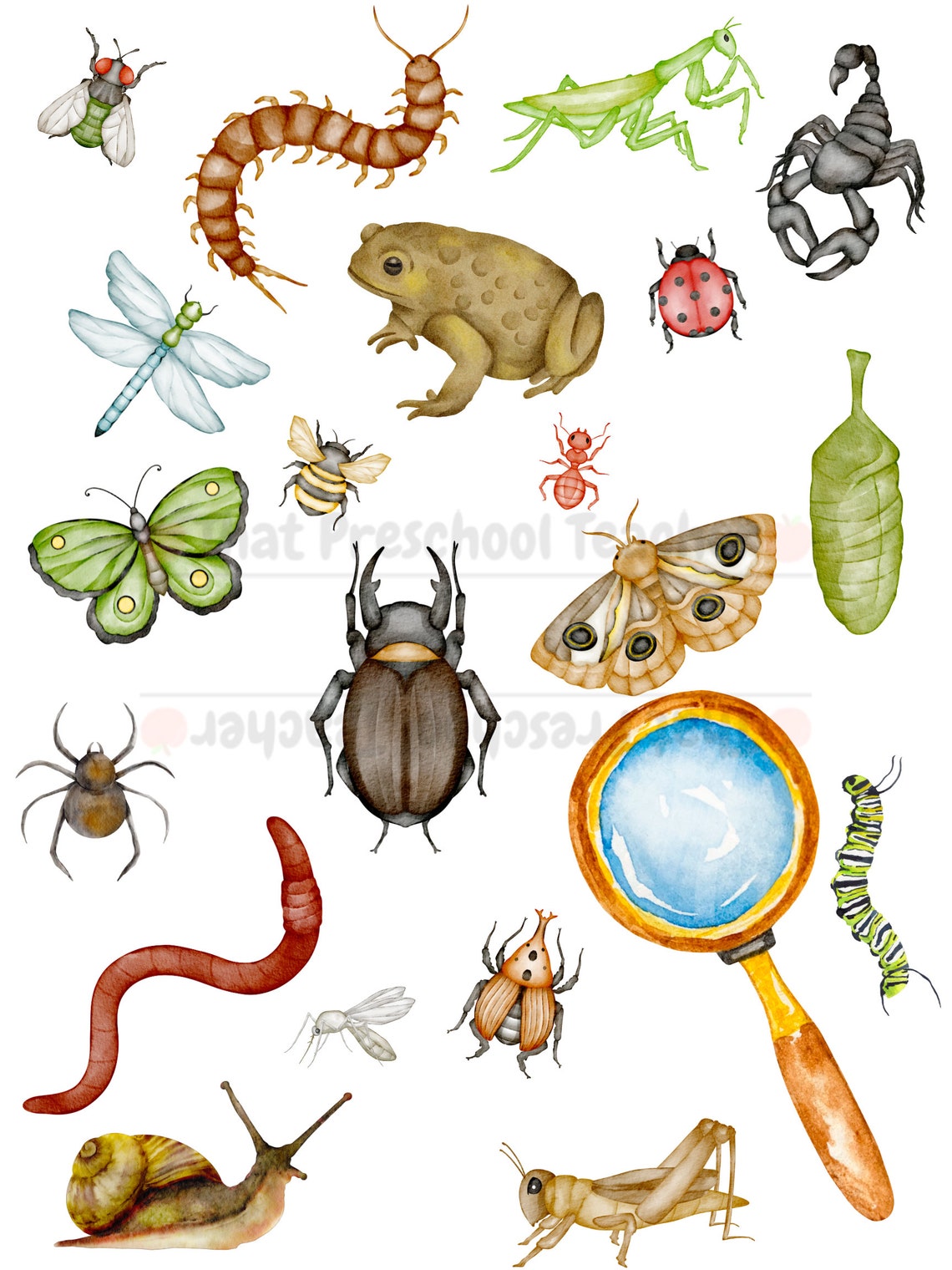 Insect Science Center Poster - Watercolor - Etsy