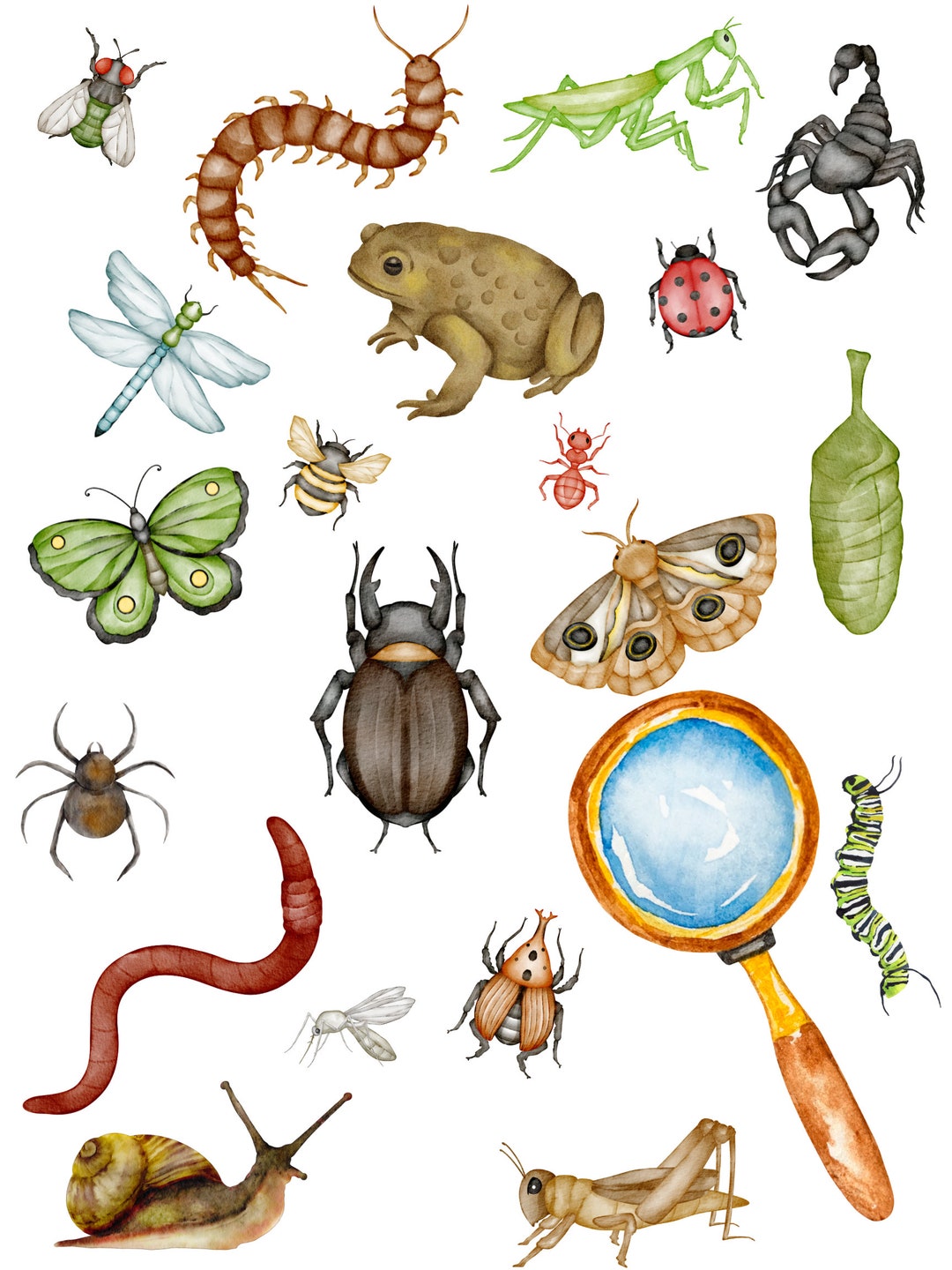 Insect Science Center Poster Watercolor - Etsy