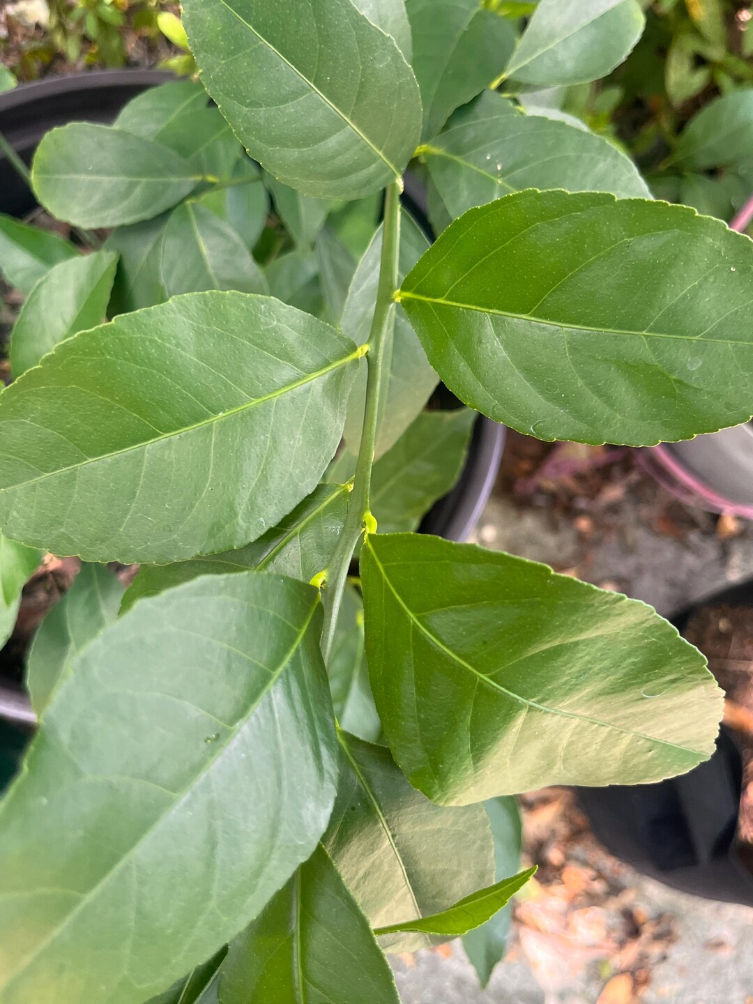 Improved Meyer Lemon Plant - Live Plant Cutting - Etsy